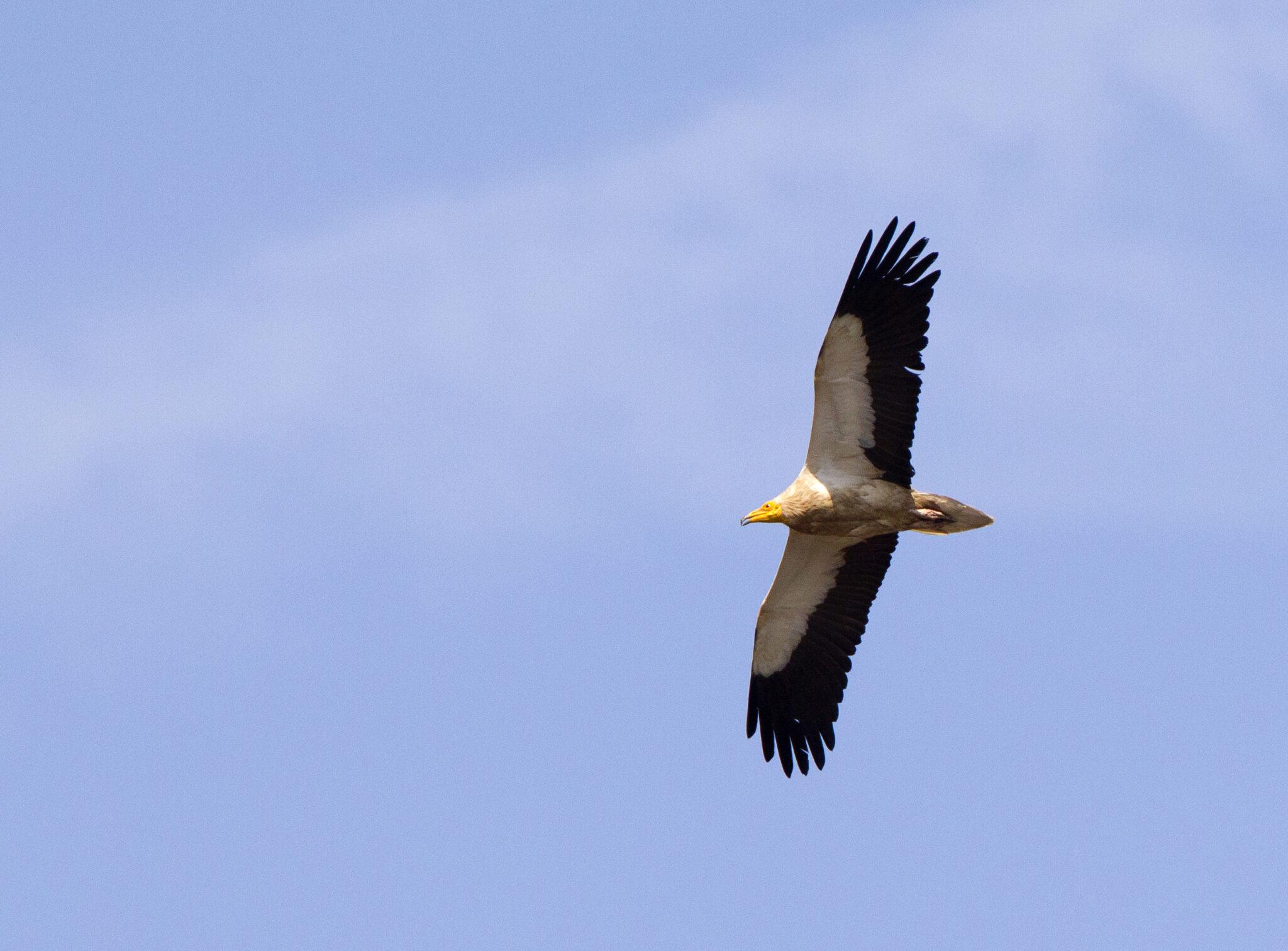 Birding in Ponga Natural Park